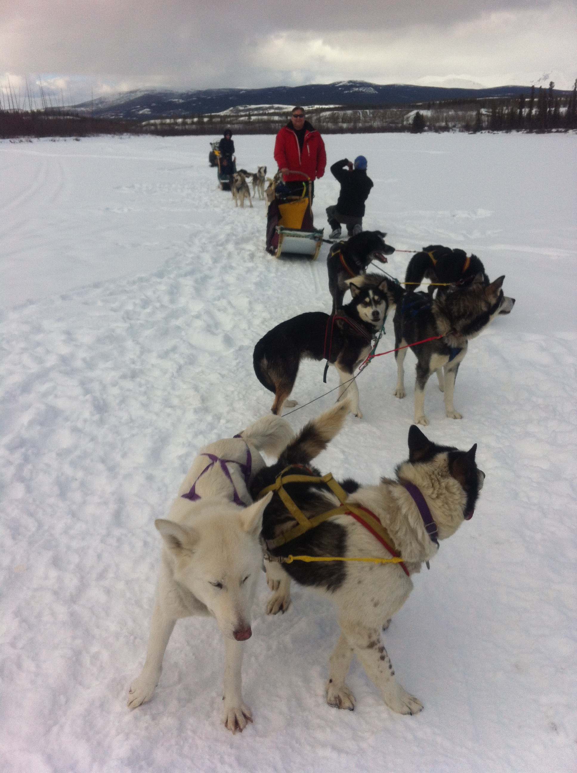 The Inuit Dog and My Adventure Outside Whitehorse, Yukon.