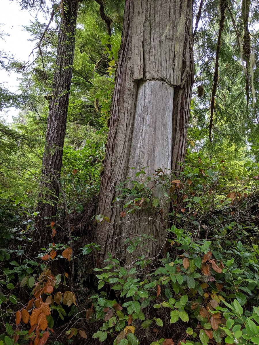 Indigenous Culturally Modified Trees