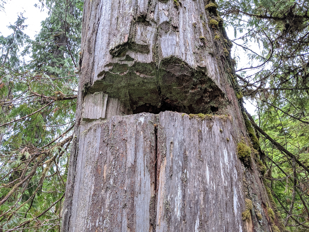 Indigenous Culturally Modified Trees