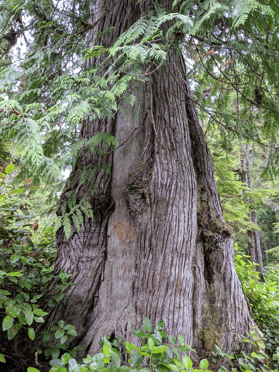 Indigenous Culturally Modified Trees